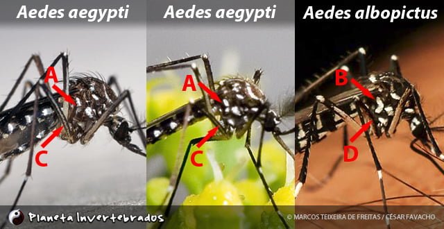 Identificando o "Mosquito da Dengue" - Culex x Aedes aegypti x Aedes albopictus