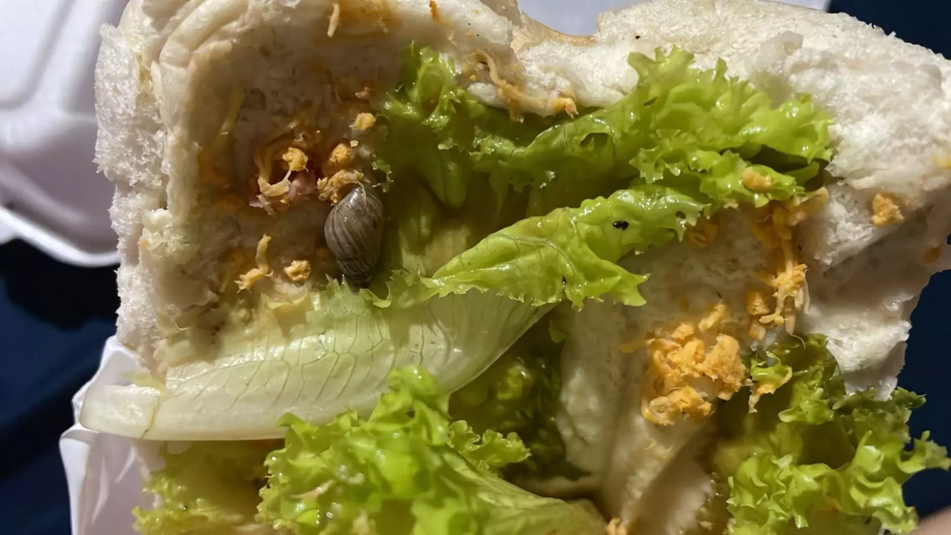 Lanche Surpresa: Cliente Encontra Caramujo em Pedido e Lanchonete Vira ...